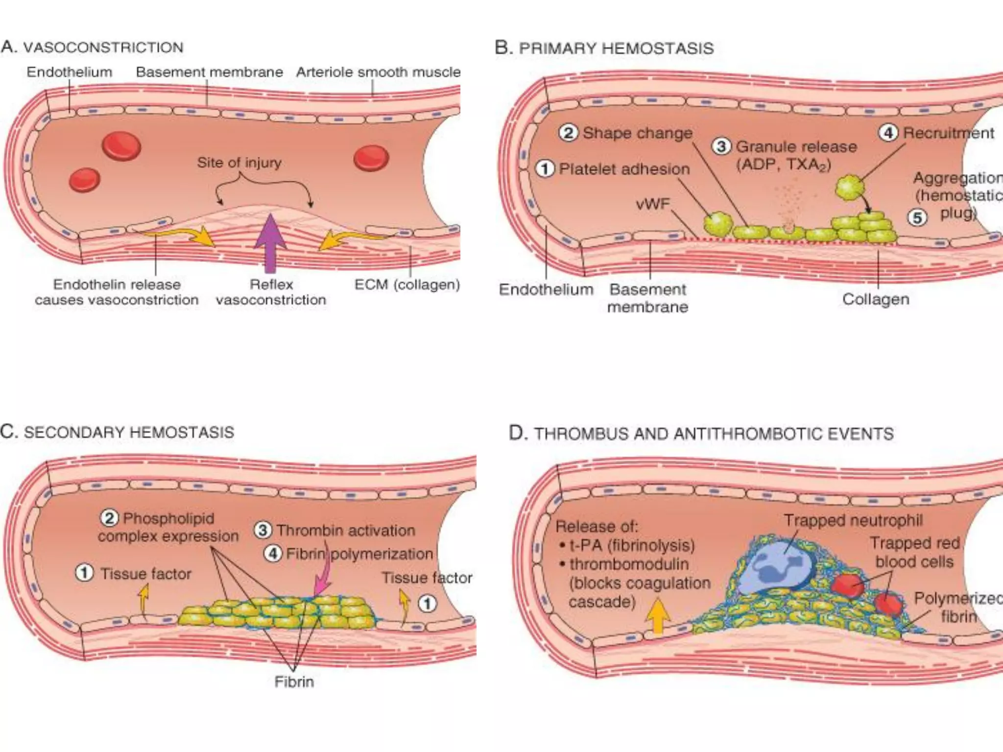 6 hemodynamic disorders | PDF