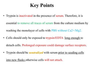 6 how do we culture cells in the laboratory lecture 6 | PPTX