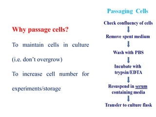 6 how do we culture cells in the laboratory lecture 6 | PPT | Free Download