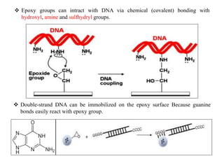 Immobilization techniques for dna biosensor lecture 6 | PPTX