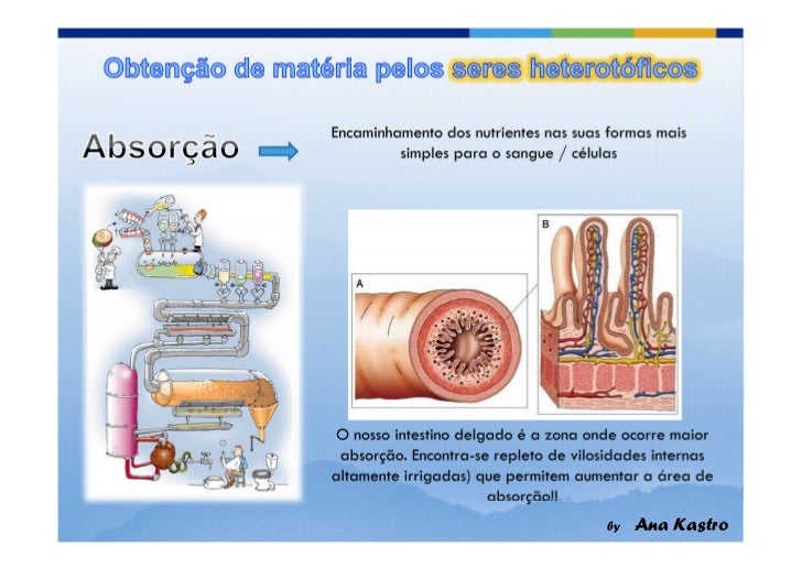 Ingestão, digestão e absorção (sistemas digestivos)
