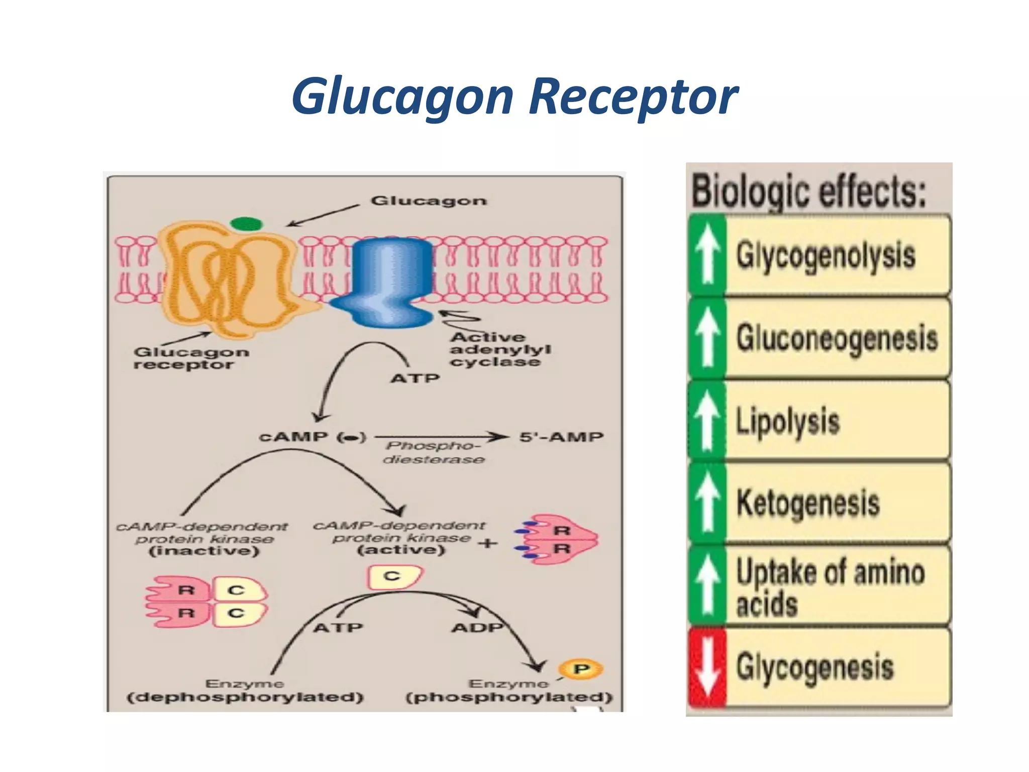 6-Insulin___Glucagon_Hormones_2022.pdf