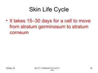 6 - Integumentary system.ppt all about skin | PPT