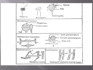 introduction to kingdom fungi | PDF