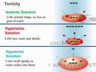 Renal Physiology (VI) - IV fluids (Applied physiology) - Dr. Gawad | PPTX