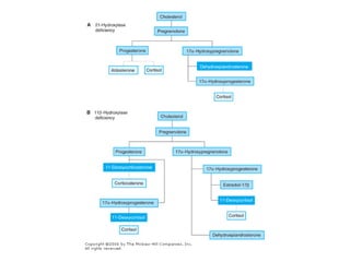 6. kora nadbubrega 1 h | PPT