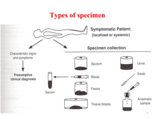 6 laboratory diagnosis of bacterial infection | PPT