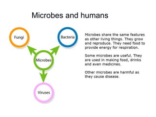 6 laboratory diagnosis of bacterial infection | PPT