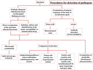 6 laboratory diagnosis of bacterial infection | PPT