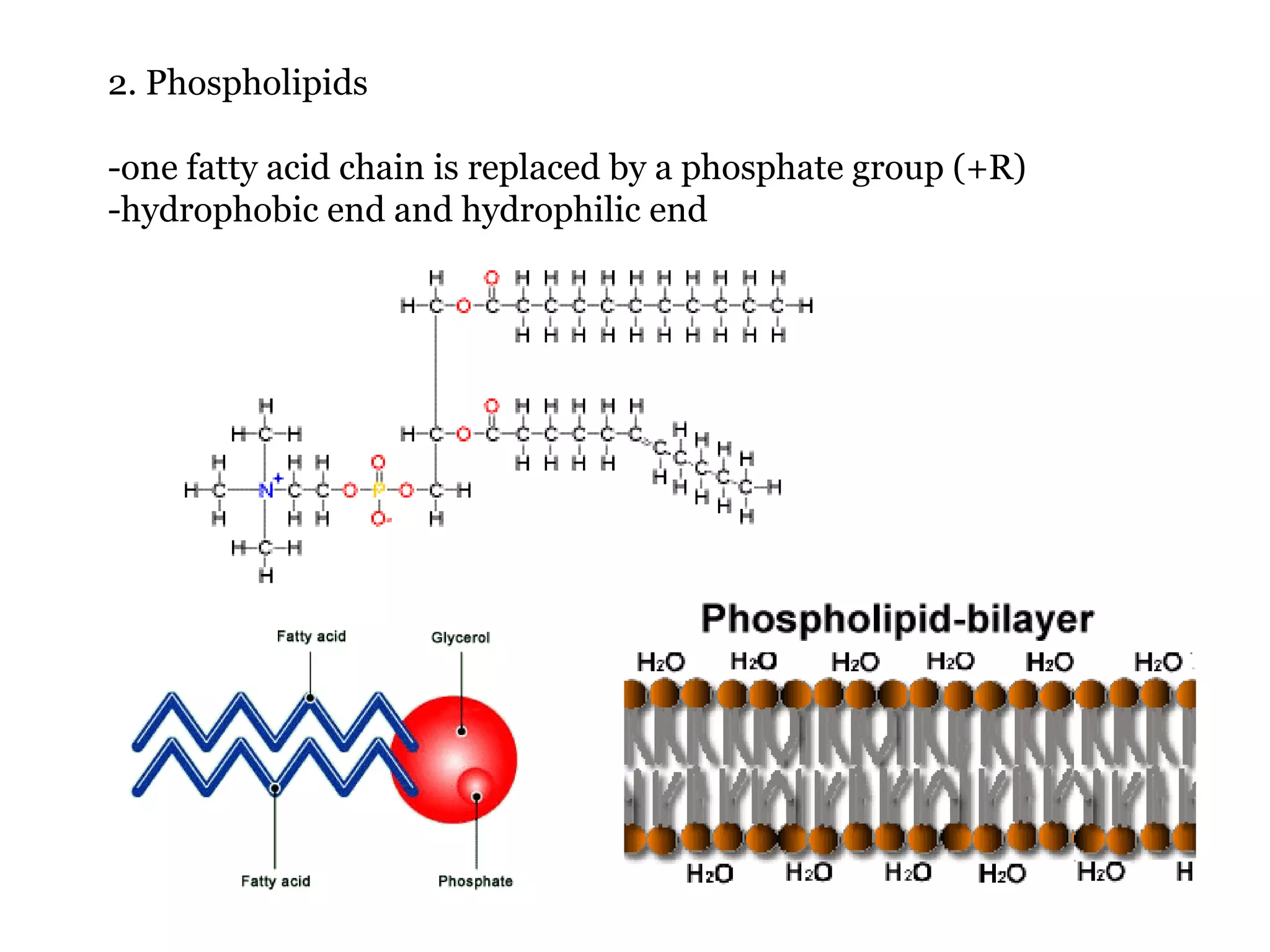 Lipids | PPT