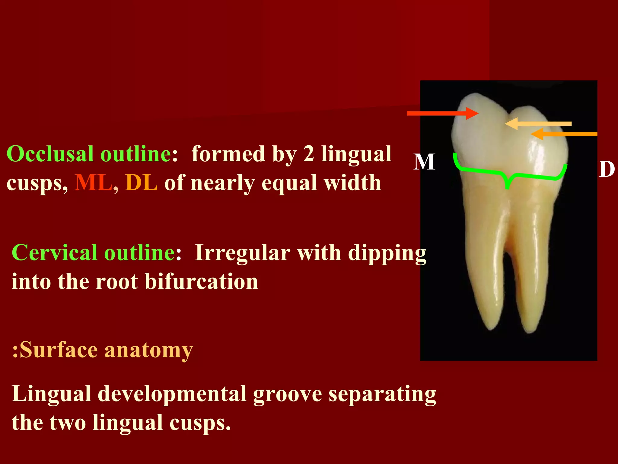06. Mandibular Molars - Dentition | PPT