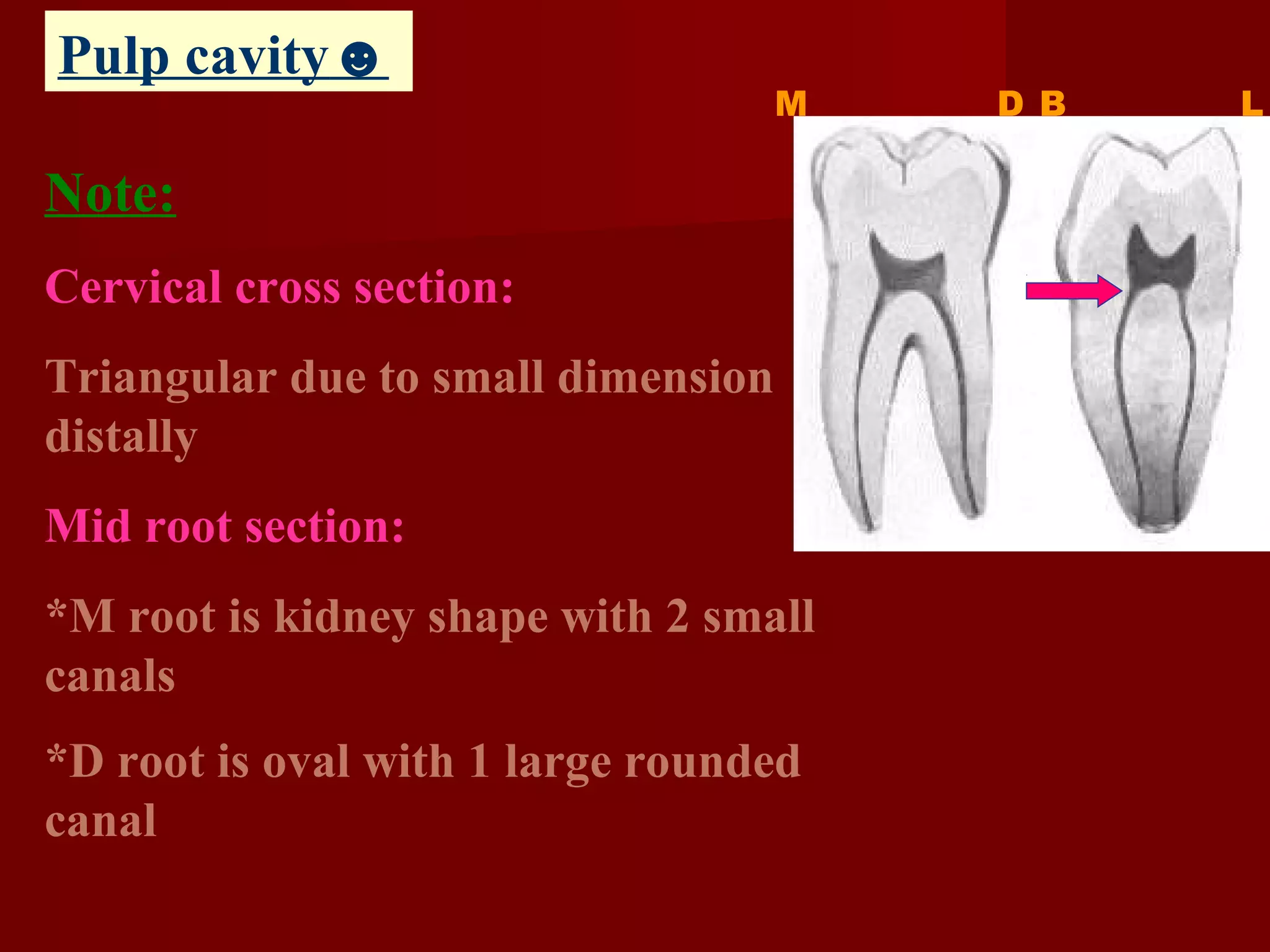 06. Mandibular Molars - Dentition | PPT