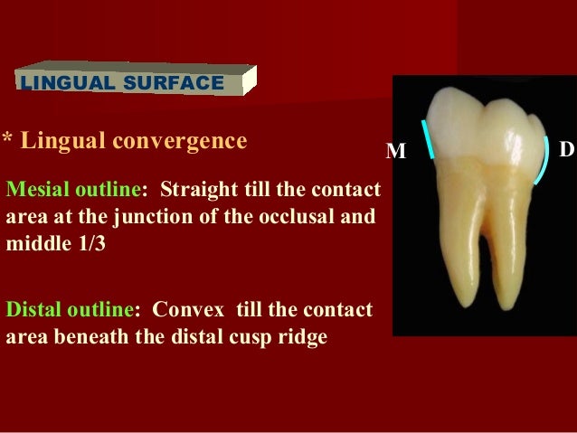 06. Mandibular Molars - Dentition