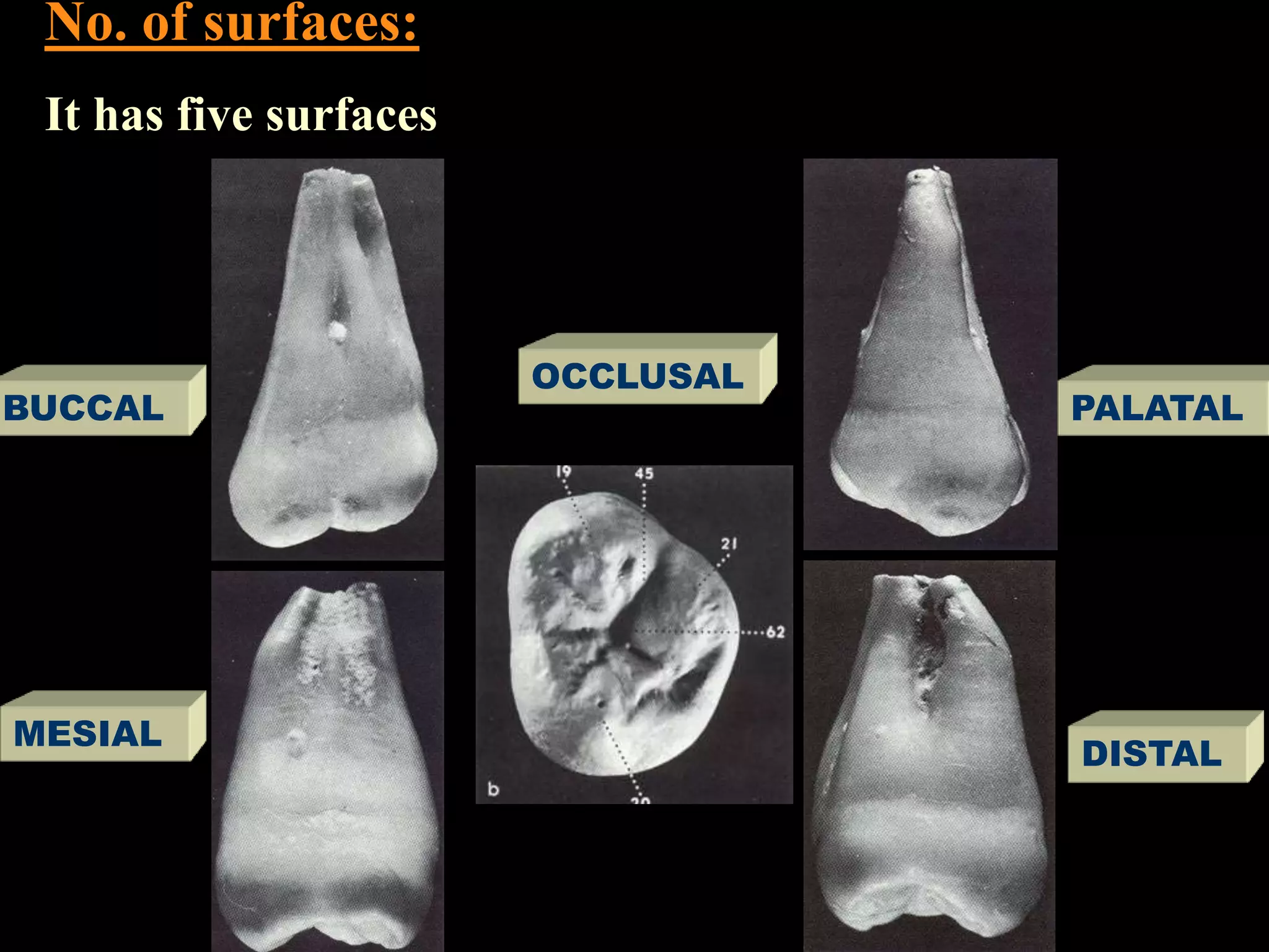 maxillary molar | PPT
