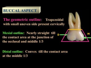 maxillary molar | PPTX