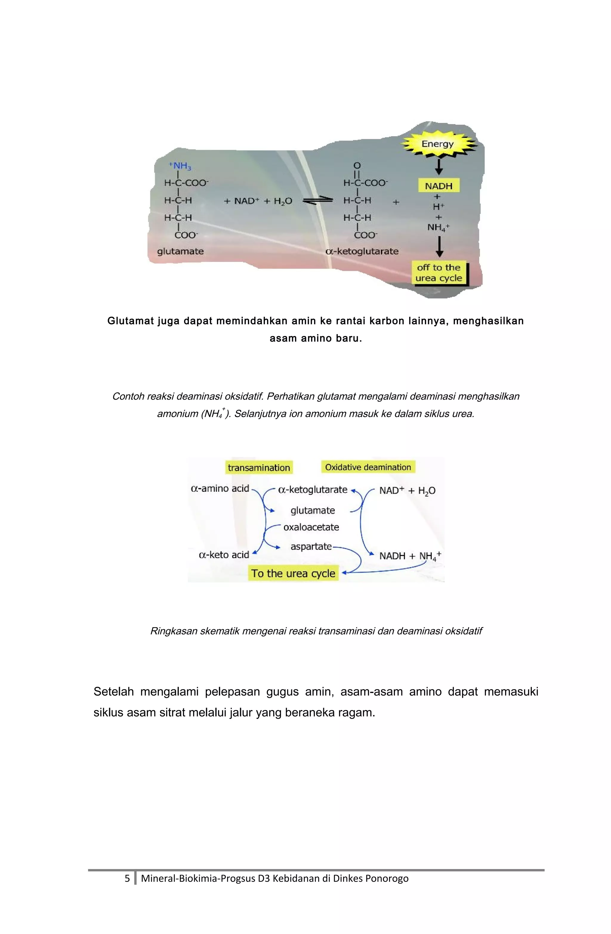 6 metabolisme asam-amino | DOC