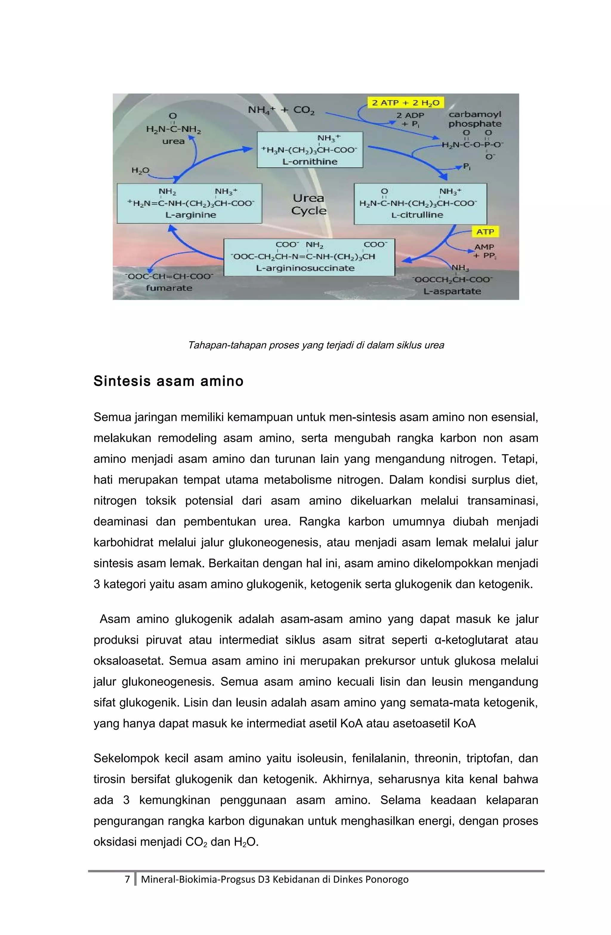 6 metabolisme asam-amino | DOC