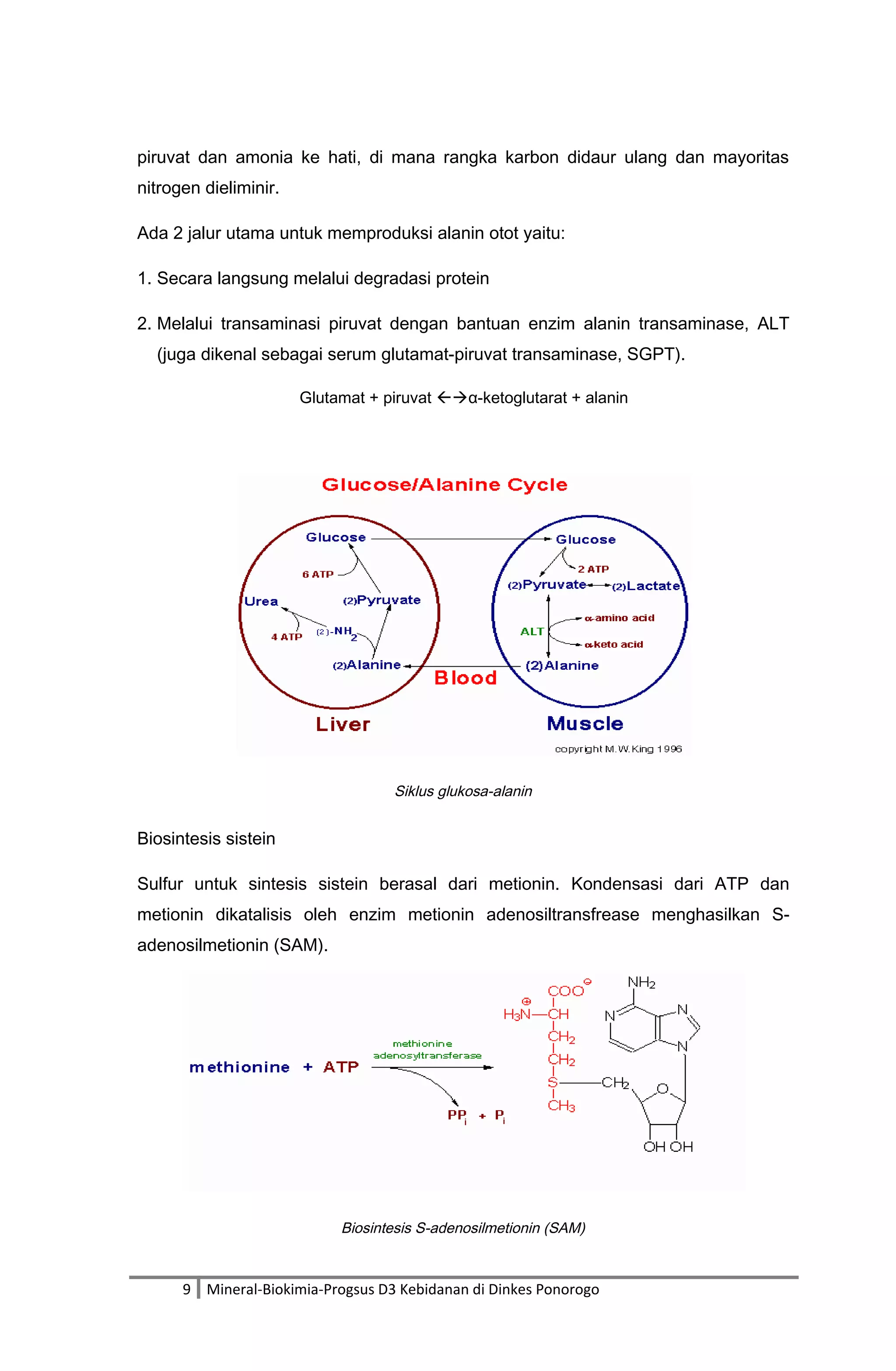 6 metabolisme asam-amino | DOC