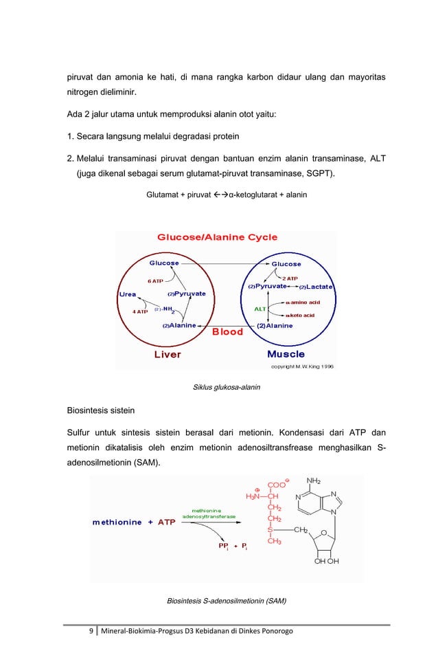 6 metabolisme asam-amino | DOC