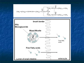 6. metabolisme lipid | PPT