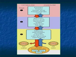 6. metabolisme lipid | PPT