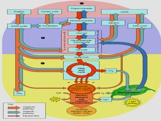 6. metabolisme lipid | PPT