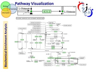 6 metabolite enrichment analysis | PPTX