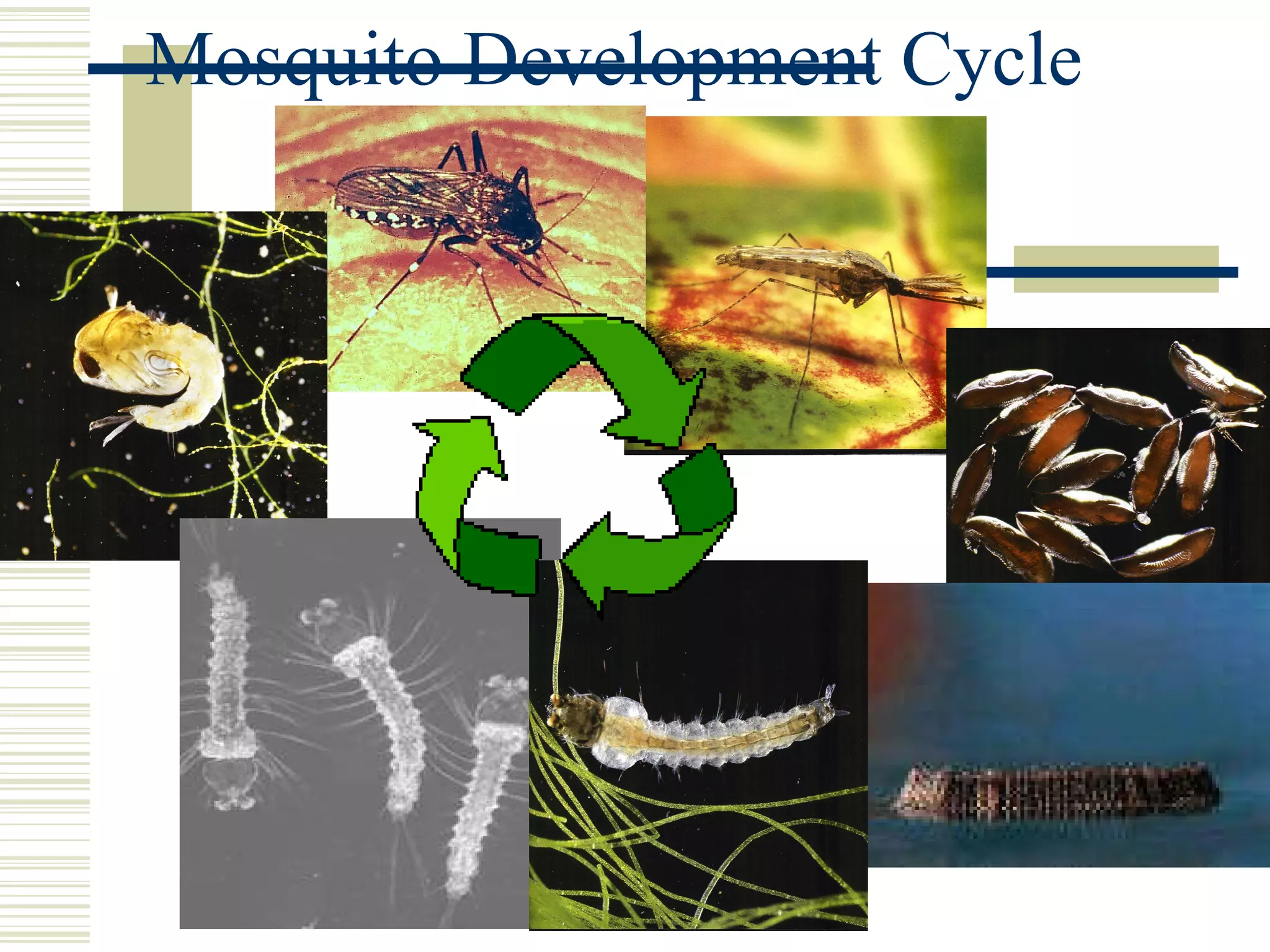 6 Mosquitoes, Their Life Cycle And Larval Habitats | PPT