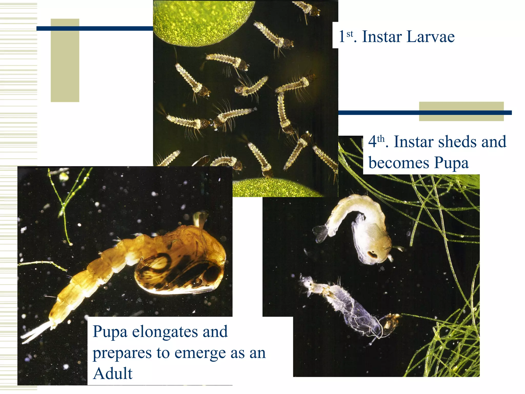 6 Mosquitoes, Their Life Cycle And Larval Habitats | PPT