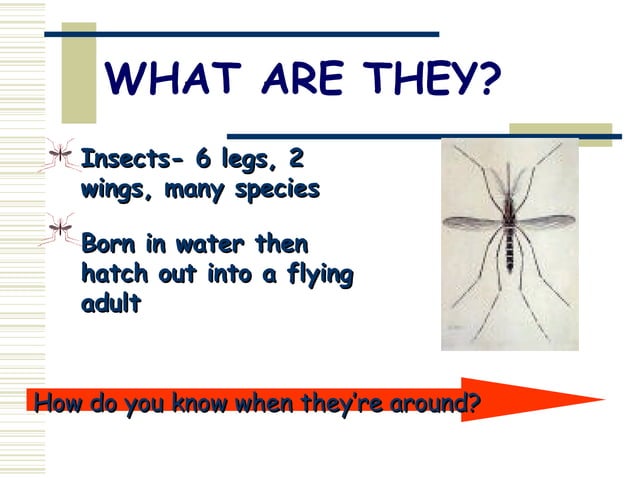 6 Mosquitoes, Their Life Cycle And Larval Habitats | PPT