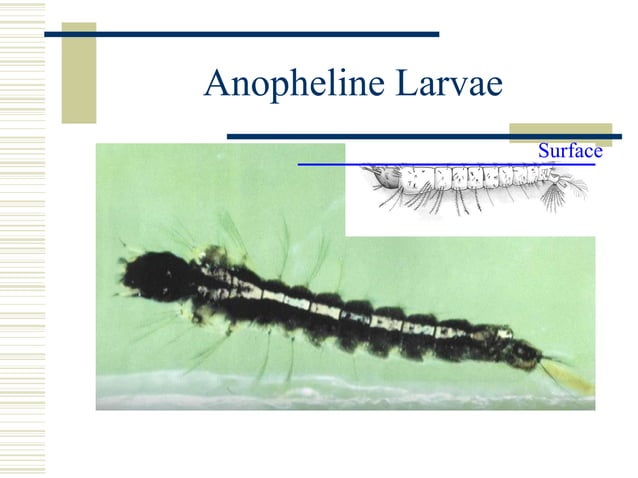 6 Mosquitoes, Their Life Cycle And Larval Habitats | PPT