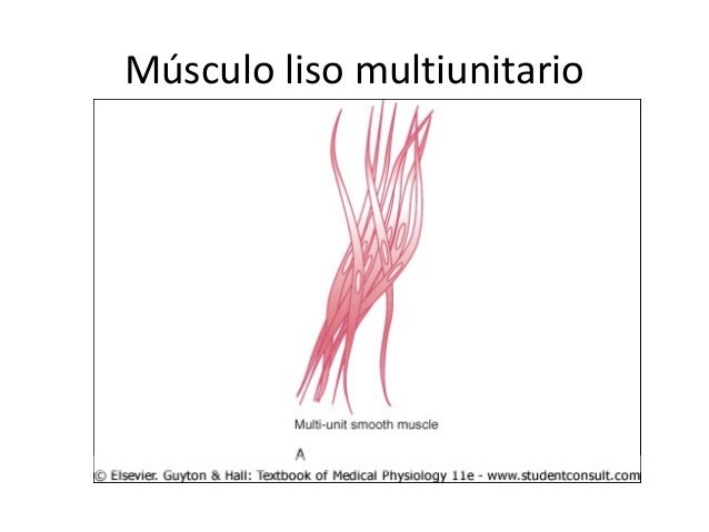 FISIOLOGÍA DE LA MEMBRANA, EL NERVIO Y EL MUSCULO – AleRosales@