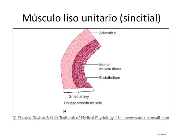 UNIDAD II, CAPÍTULO 8. «EXCITACIÓN Y CONTRACCIÓN DEL MÚSCULO LISO» – MI ...