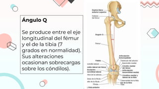 6 - Muslo - Huesos y Músculos (Medicina) | PPTX
