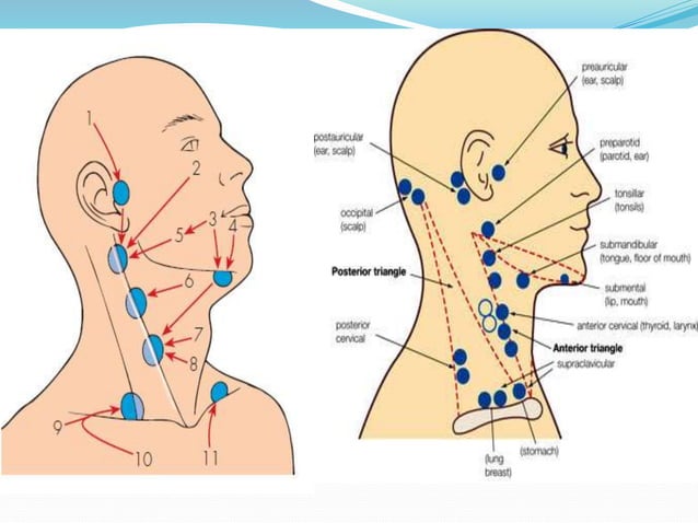 6-Neck swelling.pptx