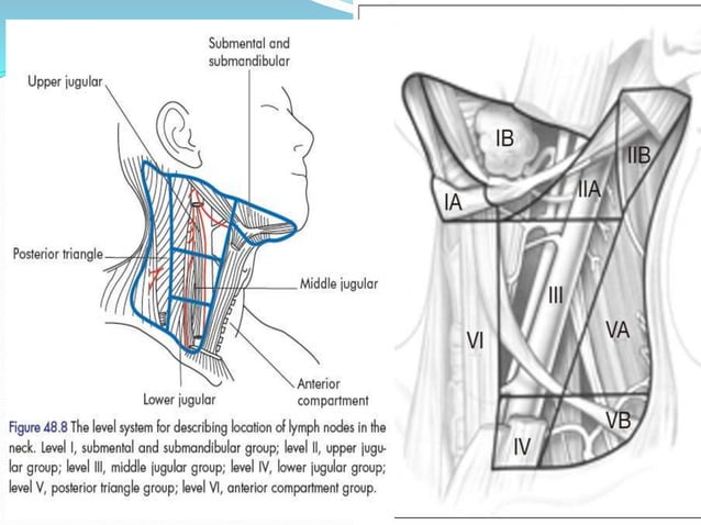 6-Neck swelling.pptx