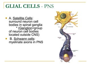 Nervous System | PPT
