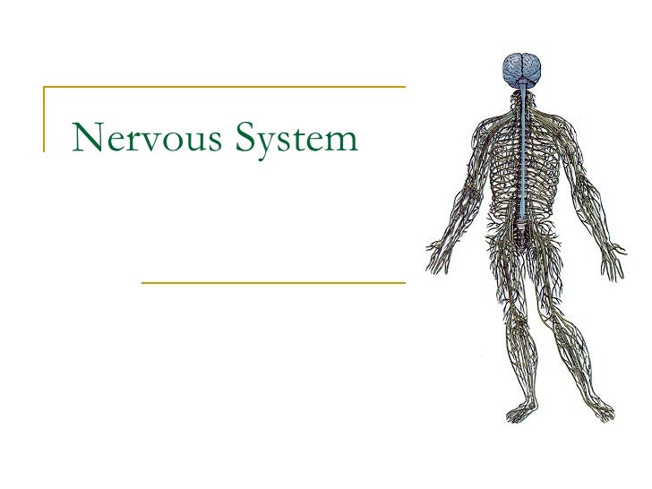 Nervous System
