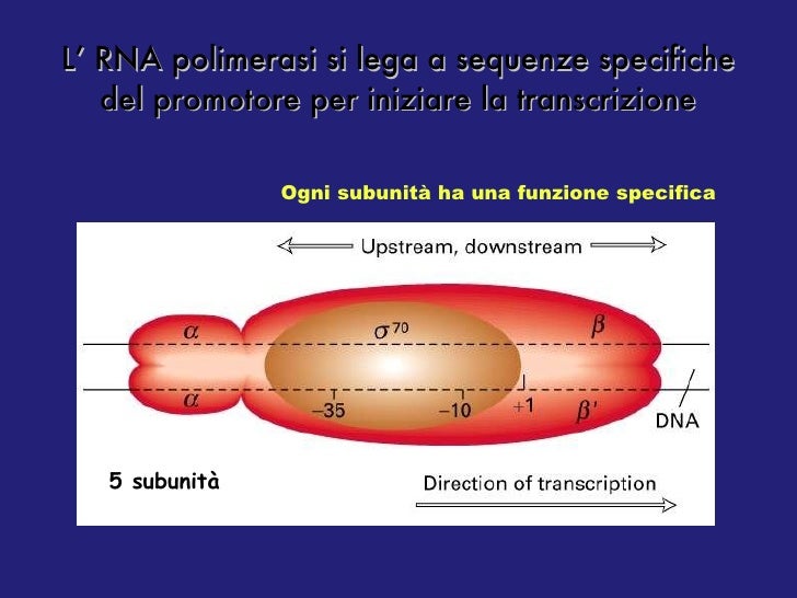 6.operon