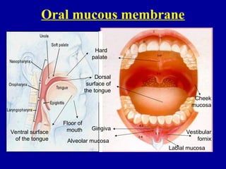 6- oral mucosa -2editfinal prof gobran .ppt