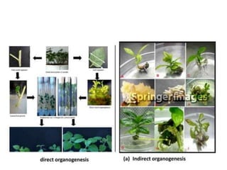 6-Organogenesis.pptx