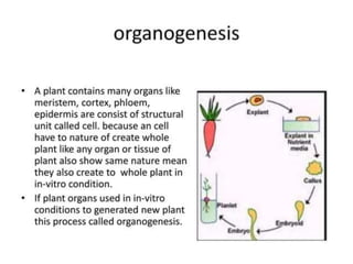 6-Organogenesis.pptx