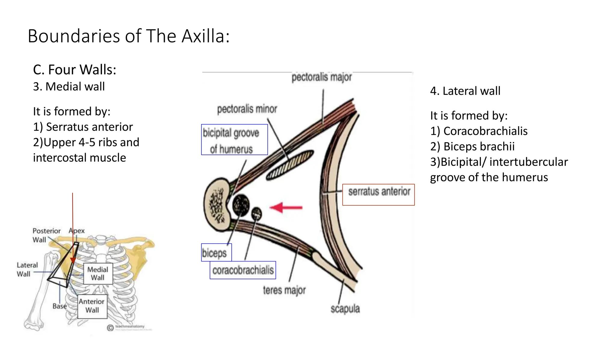 6-Pectoral Region and Axilla pdf.pptx hj | PPTX