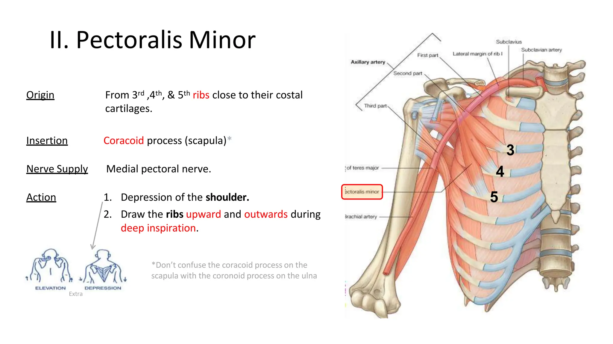 6-Pectoral Region and Axilla pdf.pptx hj | PPT