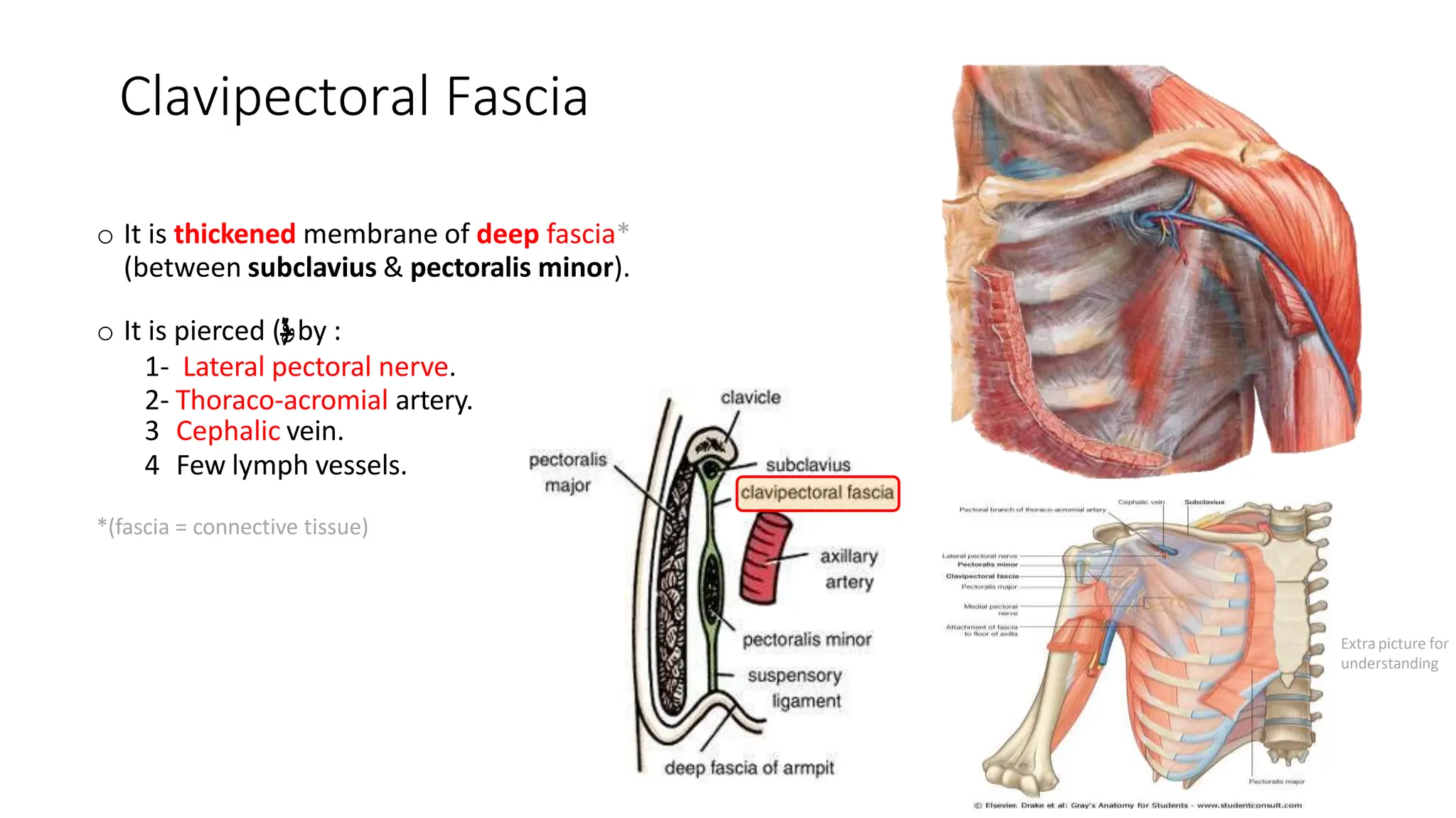 6-Pectoral Region and Axilla pdf.pptx hj | PPTX