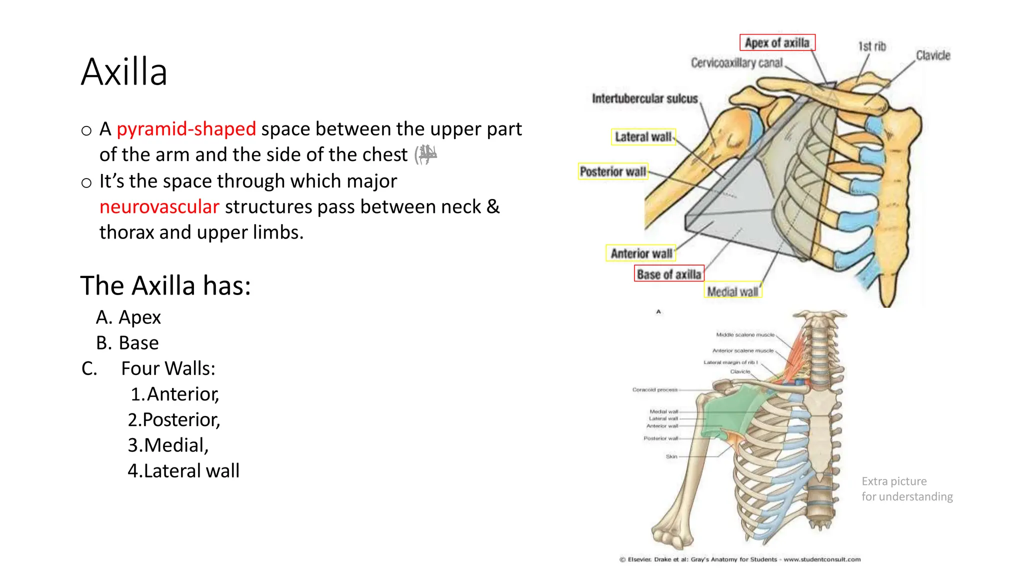 6-Pectoral Region and Axilla pdf.pptx hj | PPT