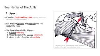 6-Pectoral Region and Axilla pdf.pptx hj | PPT