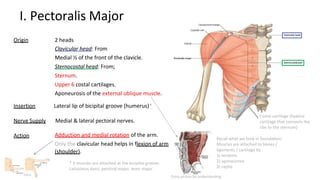 6-Pectoral Region and Axilla pdf.pptx hj | PPT