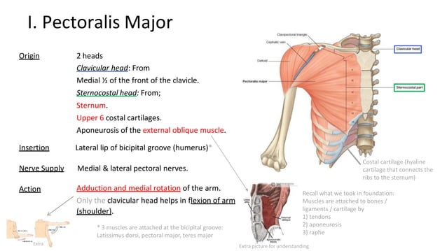 6-Pectoral Region and Axilla pdf.pptx hj | PPT