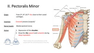 6-Pectoral Region and Axilla pdf.pptx hj | PPT